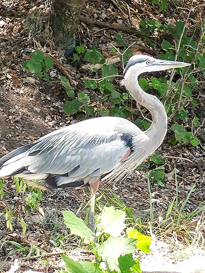 Great blue heron photobombing your nature experience, completely unbothered by the paparazzi.