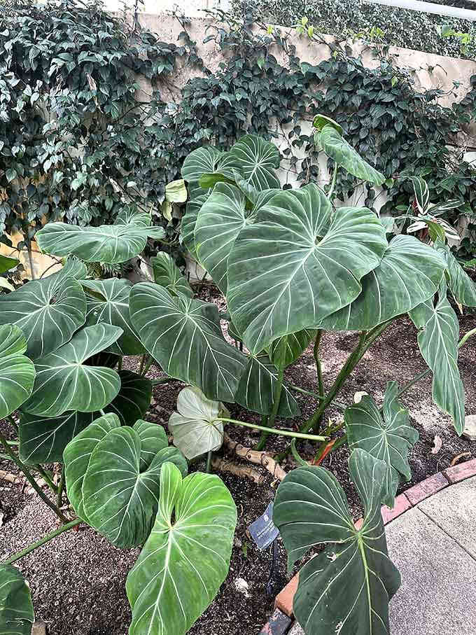 Those heart-shaped leaves are so perfectly formed, you'd swear Mother Nature was feeling particularly romantic that day.