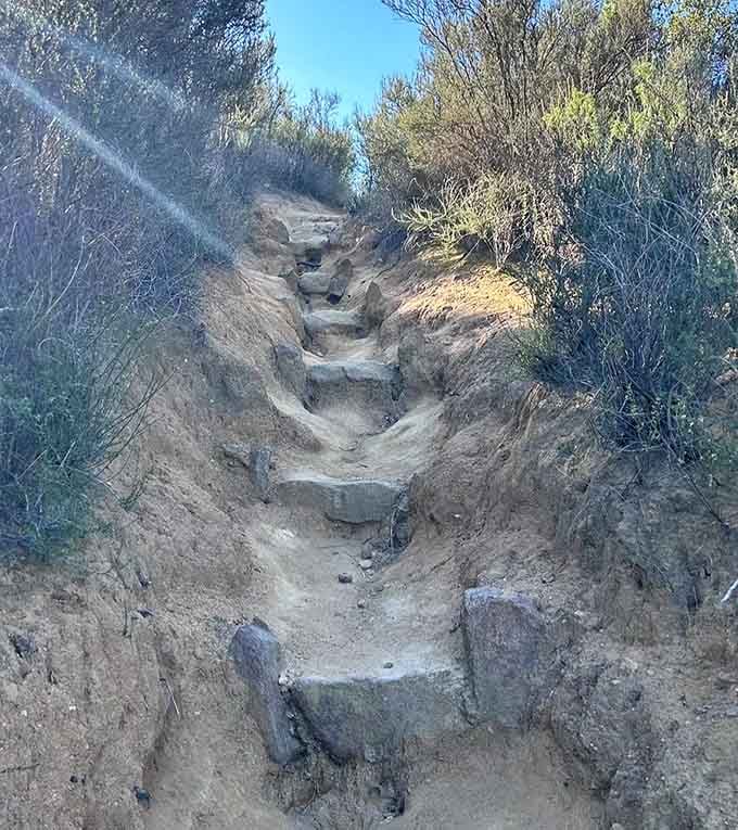 Trail stairs carved into earth, the kind of natural stairmaster that makes gym memberships seem completely unnecessary and wasteful.