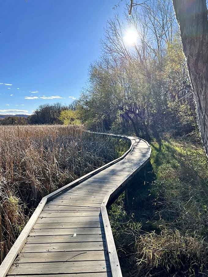 Morning light filters through bare branches, turning an ordinary walk into something almost spiritual and deeply calming.