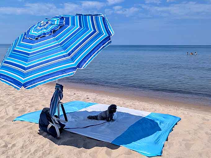 A striped umbrella and loyal beach companion enjoying the kind of day that makes everything else seem unimportant.