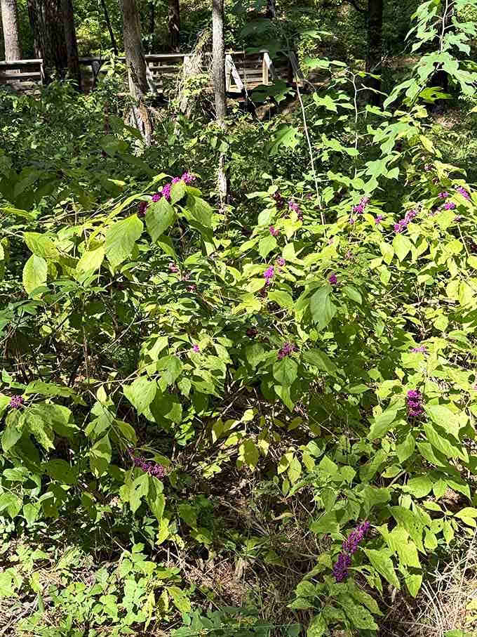 Wild berries add pops of purple color along the trail like nature's own roadside attraction markers.