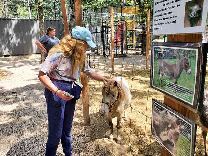 Miniature donkeys steal hearts with their gentle nature and those impossibly adorable faces that melt even skeptics.