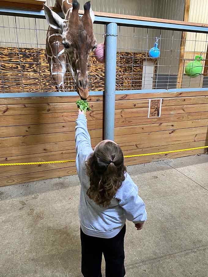 A young visitor reaches up to feed a giraffe, creating a moment that'll be retold at family dinners for years.