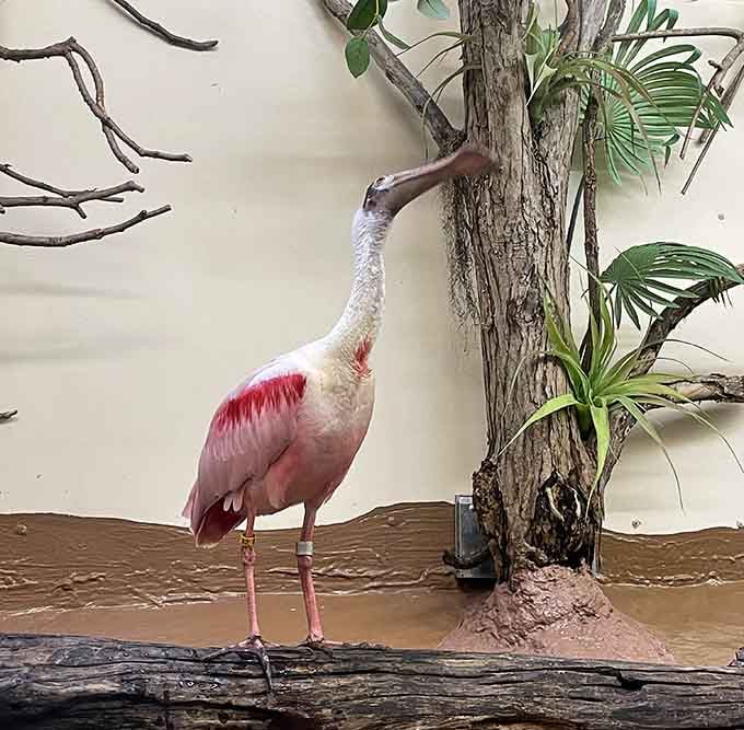 The roseate spoonbill's pink plumage makes flamingos look like they're not even trying anymore.