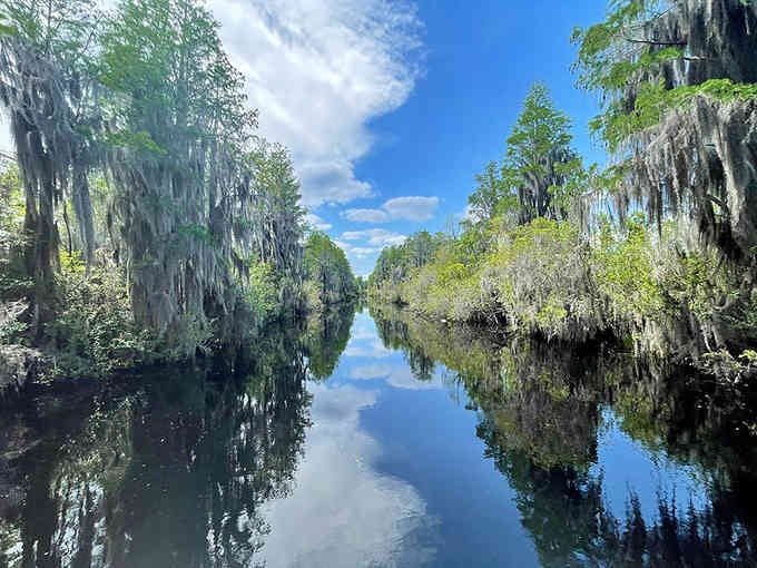 Spanish moss drapes over mirror-still swamp waters, creating reflections so perfect they'll make you question which way is up.
