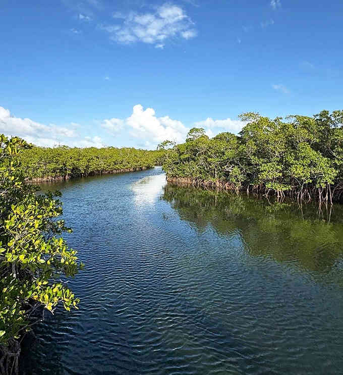 Mangrove channels wind through the park like nature's own highway system, essential nurseries for countless marine species.