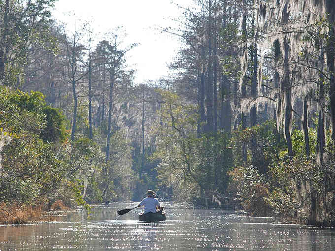 A lone paddler glides through misty cypress trees, experiencing the Okefenokee's ancient beauty exactly as nature intended it.