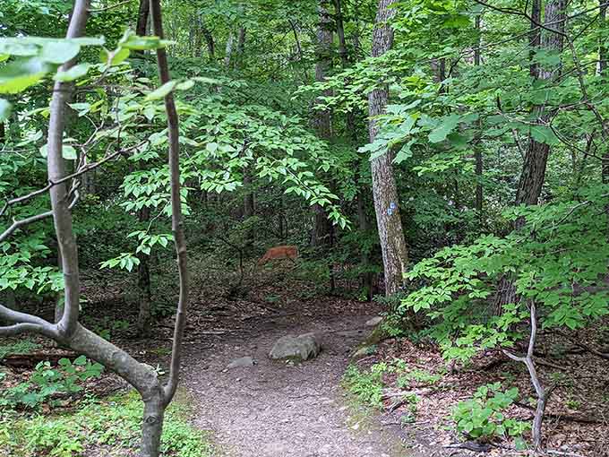 The trail beckons through verdant summer growth, promising adventure around every bend and beneath every branch.