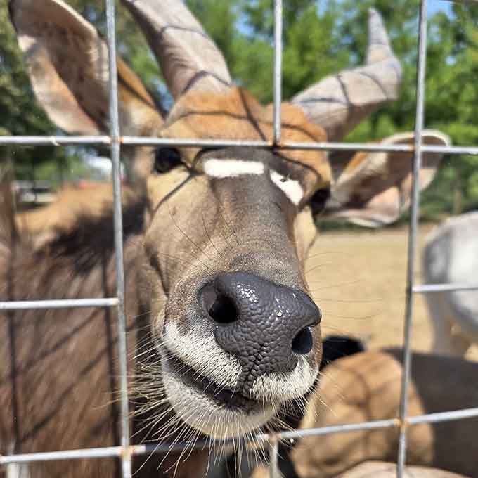 Getting nose-to-nose with an eland through the fence, because personal space is apparently negotiable here.