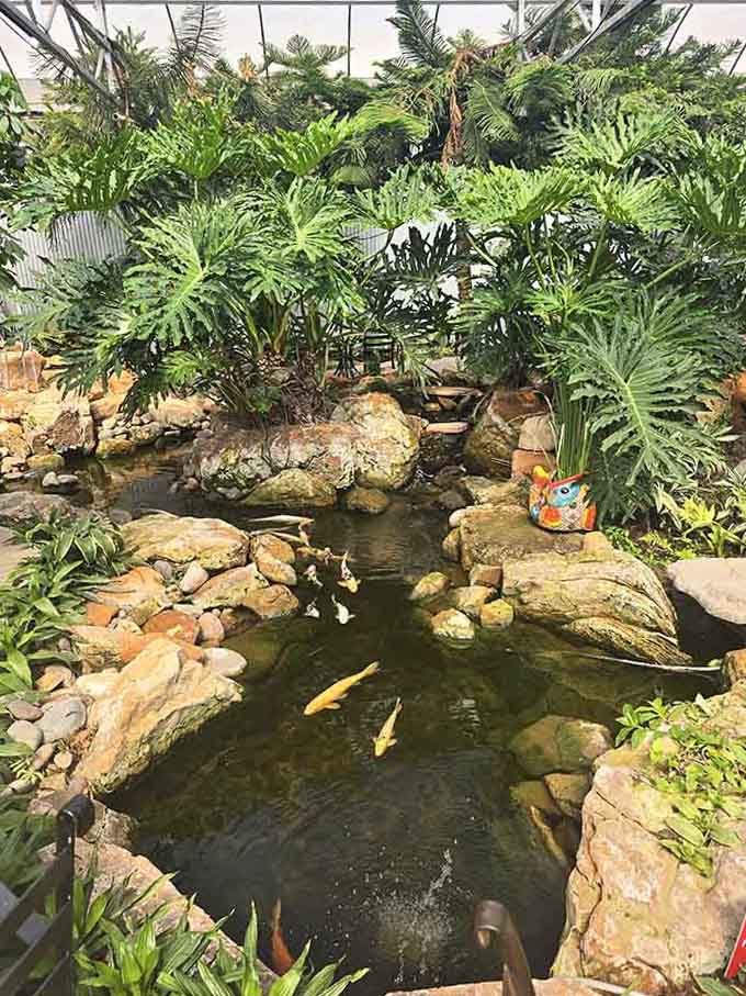 Koi fish living their best life in a pond in Midland, proving that anything's possible with enough determination.