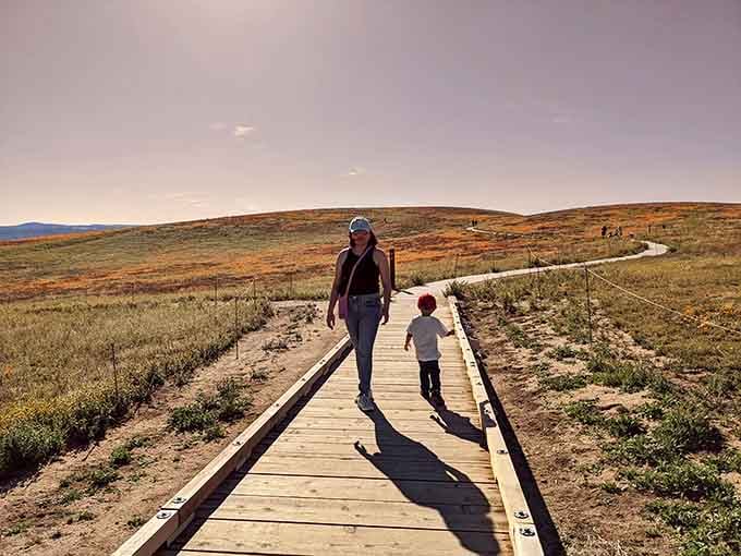 The boardwalk guides visitors through the blooms, protecting delicate flowers while offering front-row seats to the spectacle.