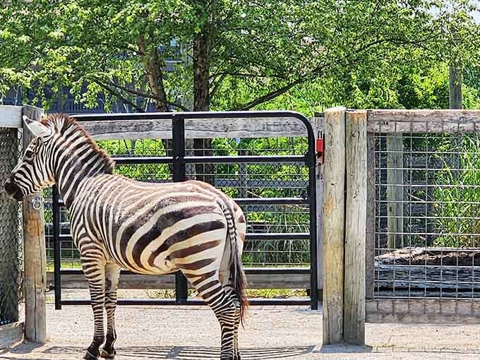This zebra's showing off those stripes like nature's finest barcode, just waiting for someone to appreciate the artistry involved.