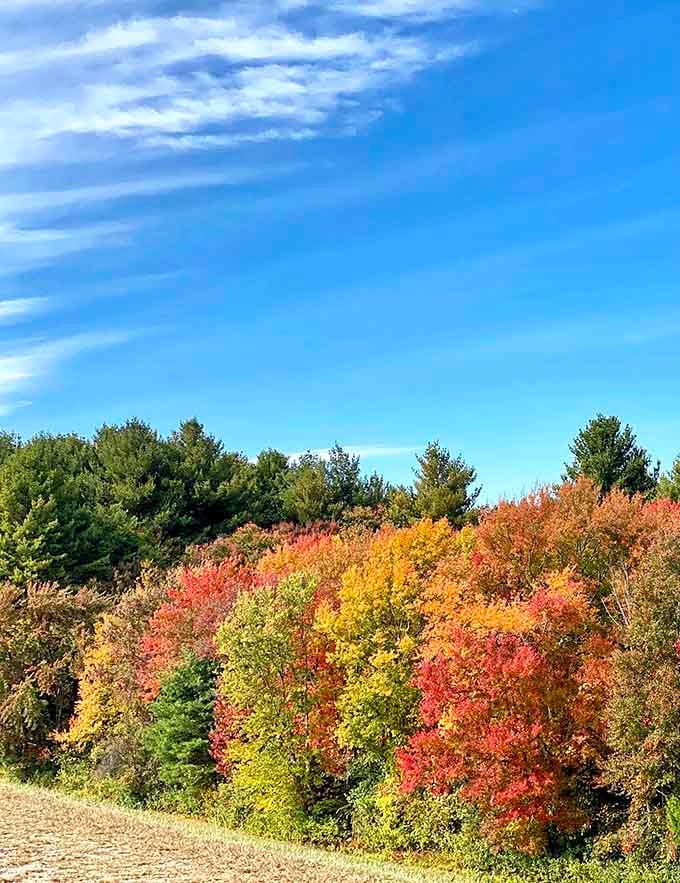 Fall foliage explodes in colors so vibrant you'd swear someone turned up the saturation, but nope, it's just Massachusetts.