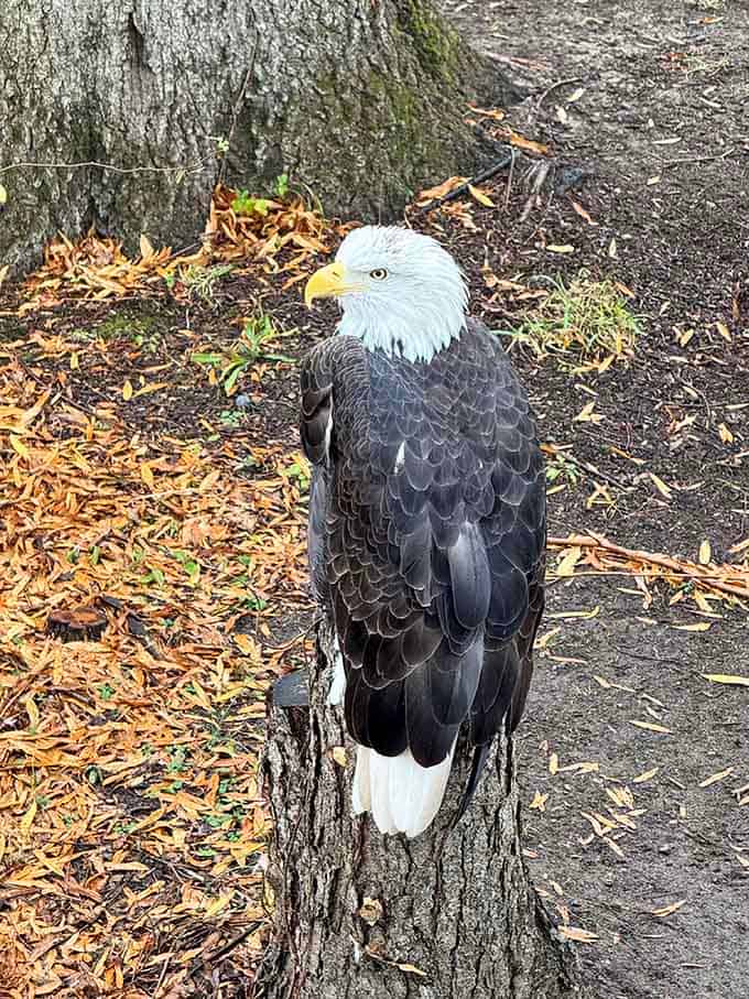 This bald eagle's regal pose reminds you why America chose it over the turkey, despite Benjamin Franklin's passionate lobbying efforts.