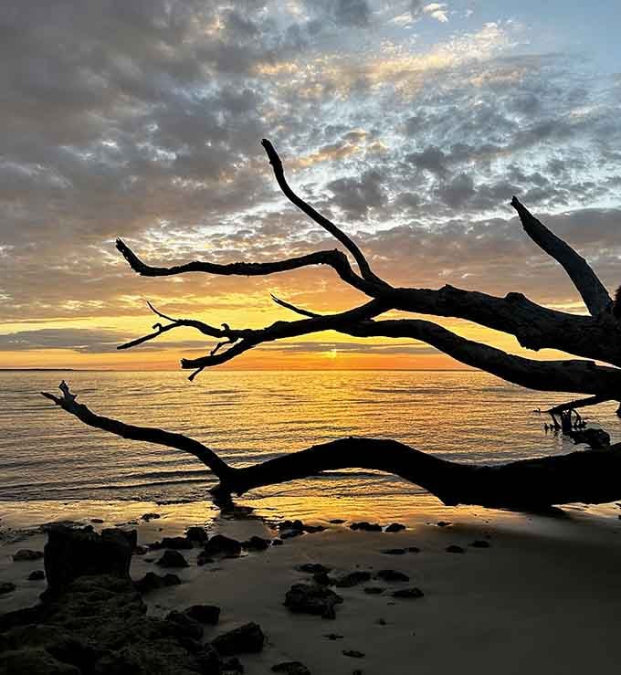 Sunset transforms driftwood into silhouettes against golden skies that cameras struggle to capture adequately.
