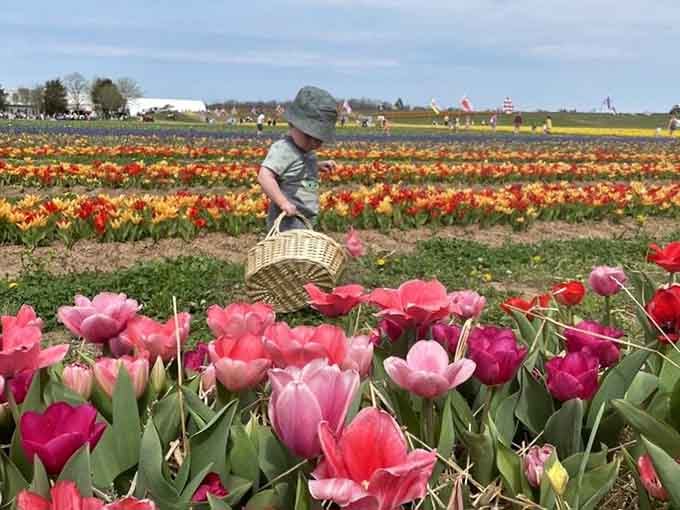 Little basket, big dreams, and enough tulips to make even the grumpiest person crack a smile today.