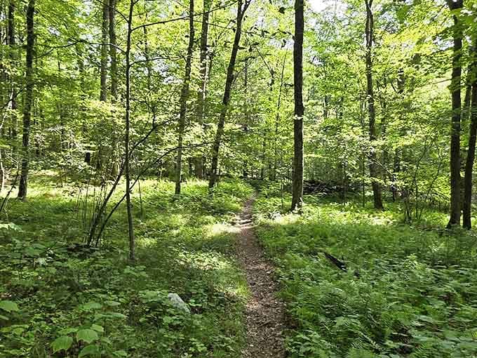 Lush summer greenery creates a tunnel of tranquility, perfect for forgetting the outside world exists temporarily.