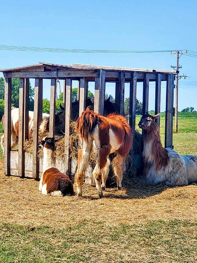 Mealtime brings the whole crew together, proving that llamas are surprisingly social creatures with excellent table manners.