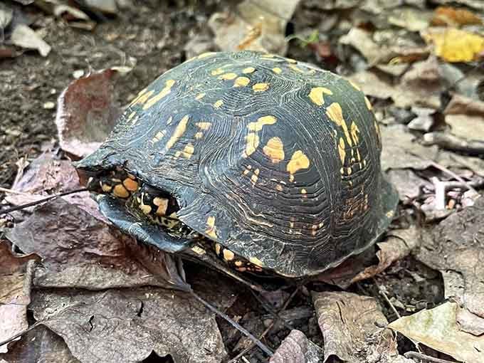 Box turtles occasionally cross the trail, reminding visitors that you're hiking through someone else's living room here.