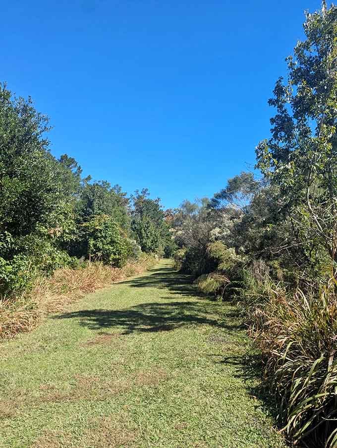 Wide grassy paths under blue skies prove that not all trails require mountain climbing gear or superhuman endurance levels.