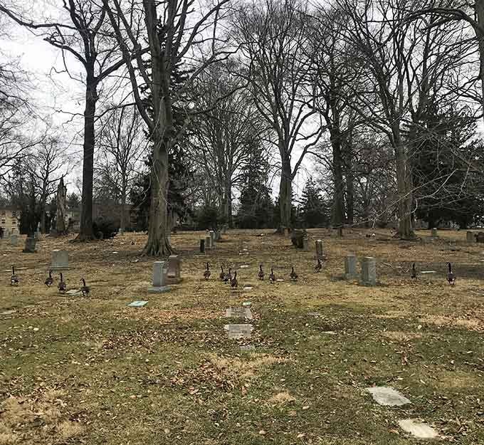 Even the local wildlife seems to understand this place deserves respect, wandering quietly among the memorial stones.