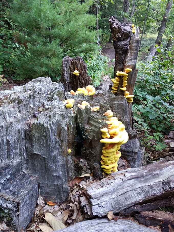 Fungi doing their thing on fallen logs, proving that even decomposition can be oddly photogenic here.