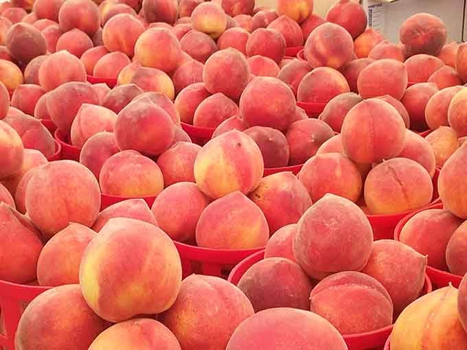South Carolina peaches glow like edible sunshine, perfectly ripe and ready for your next cobbler adventure.