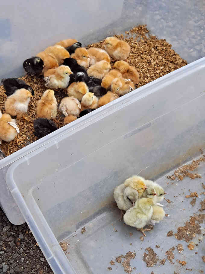 Fluffy baby chicks huddled together, reminding visitors that this market offers life itself, not just lifeless mass-produced goods.