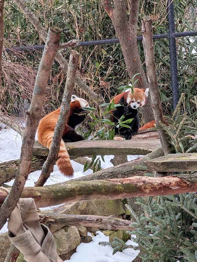 Red pandas munching bamboo with the kind of contentment we all seek but rarely achieve ourselves.