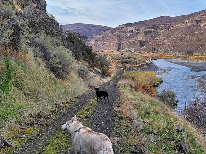 Trail-friendly pups lead the way along riverside paths where adventure awaits around every bend for both two and four-legged explorers.