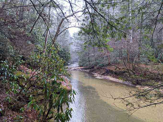 The creek winding through the forest like nature's own lazy river, minus the inflatable tubes and sunscreen.