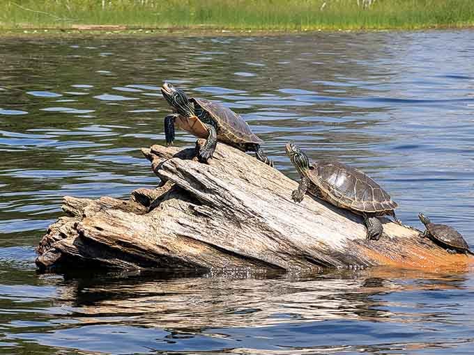 Turtles sunbathing like tiny retirees in Florida, living their best life on a floating log.