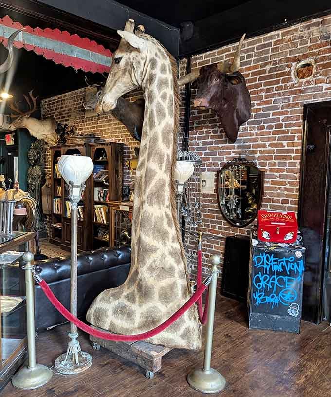 A full-sized giraffe neck stretches toward the ceiling, making every other store's d&eacute;cor choices seem disappointingly conventional by comparison.