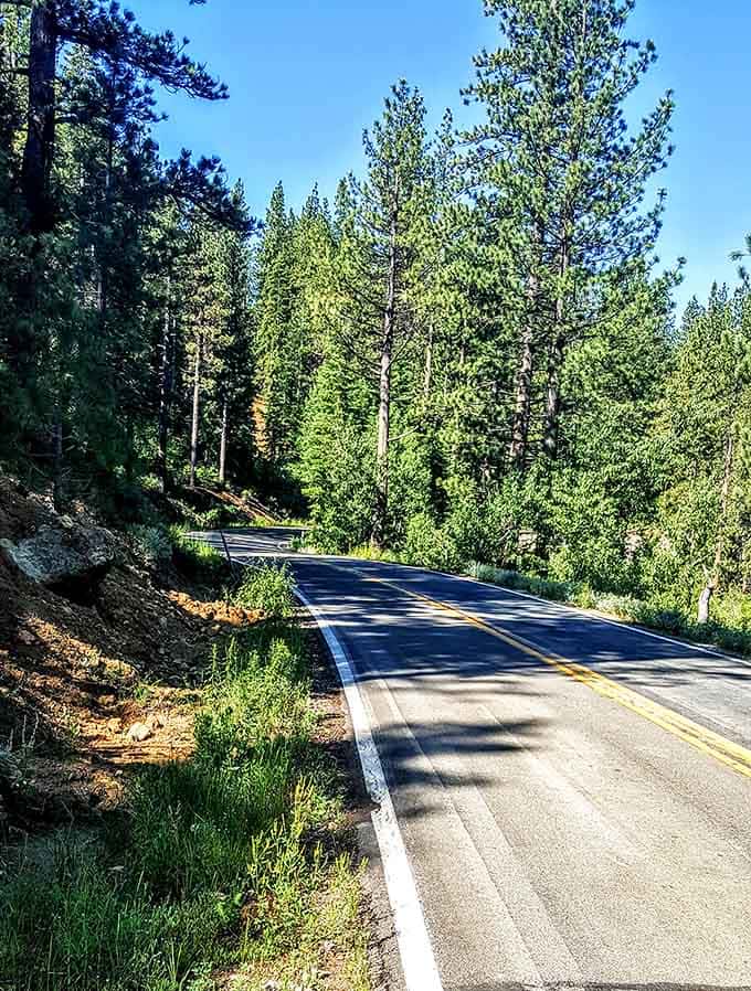 Forest shadows dance across the pavement, creating a natural light show that costs absolutely nothing to enjoy.