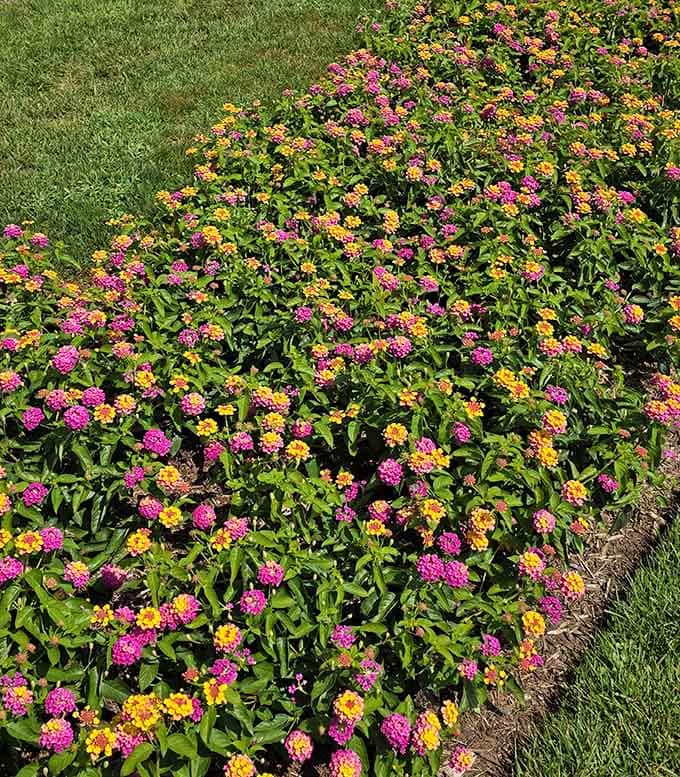 Lantana blooms shift colors like a mood ring, except they're actually telling you something meaningful.