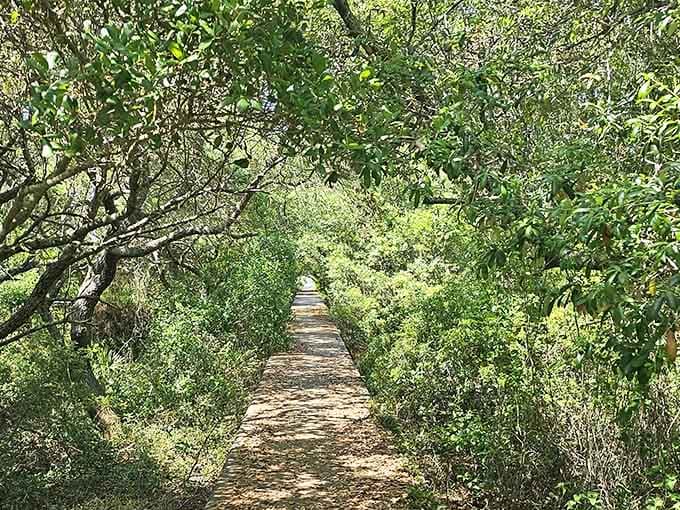 This shaded nature trail offers cool respite from the sun, winding through coastal vegetation like a secret passage.