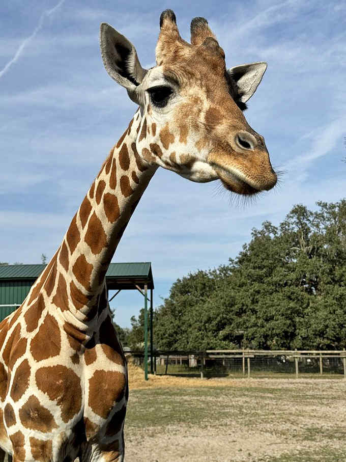 This giraffe's close-up reveals eyelashes that would make any beauty influencer weep with pure envy.