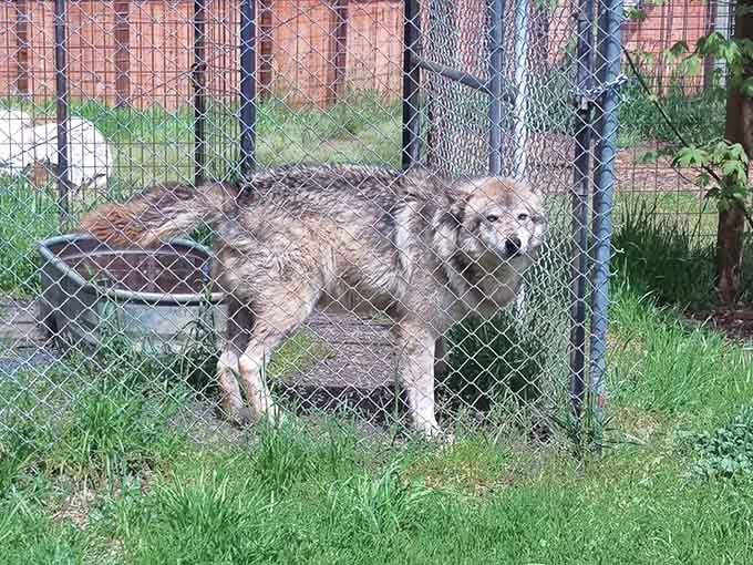 Wolves bring that wild Pacific Northwest energy, reminding you what roamed these forests long before we did.