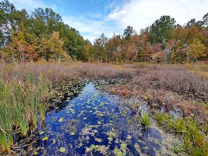 Lily pads dot this tranquil marsh like nature's own stepping stones, creating a scene Thoreau would have written home about.
