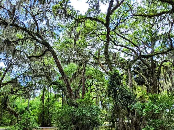 Live oaks draped in Spanish moss create the kind of atmosphere that makes you whisper without knowing why.