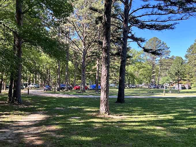 Spacious camping under towering pines where your neighbors are trees, not tour buses blocking the view.