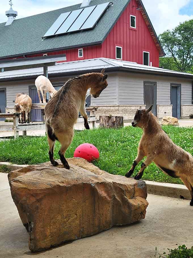 These goats are living their best barnyard life, complete with a pink ball and zero responsibilities.