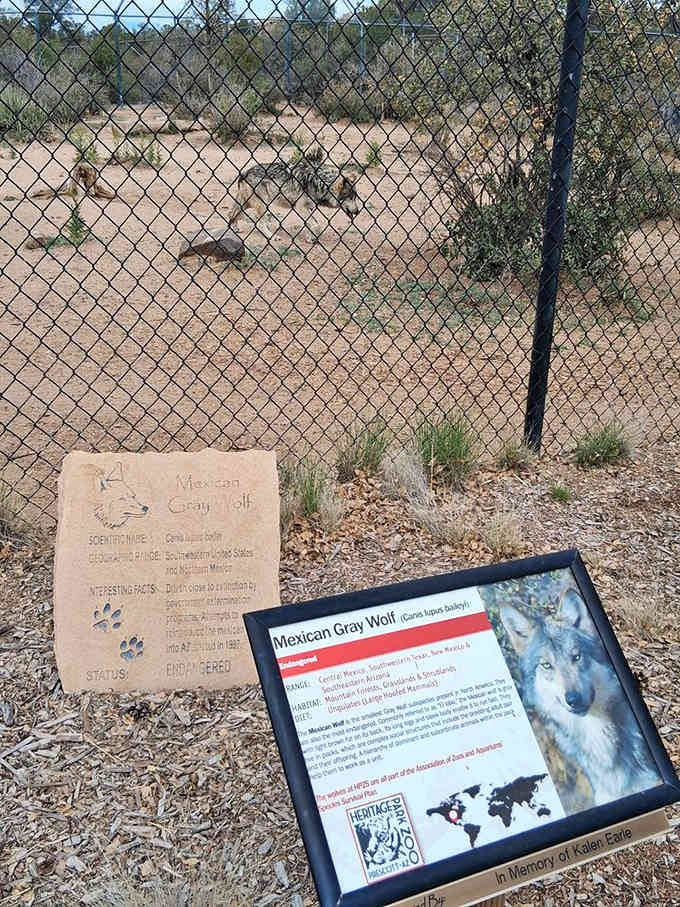 The Mexican Gray Wolf exhibit honors these magnificent predators while educating visitors about conservation efforts and coexistence.