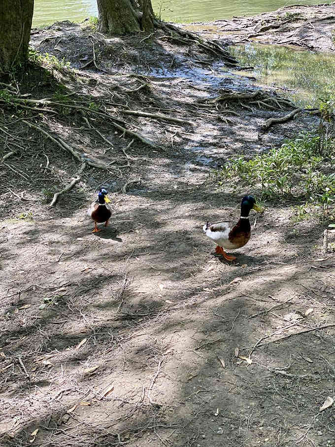 Local ducks living their best life, completely unbothered by your Instagram photography attempts and existential worries.