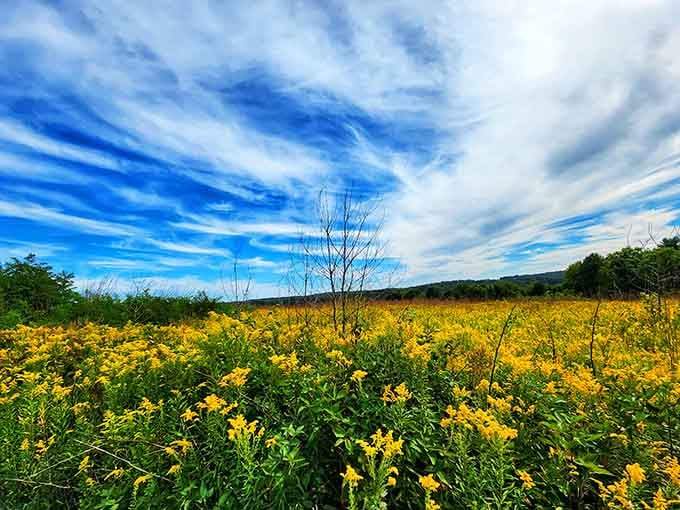 Wildflowers paint the meadow in brilliant yellow, proving Ohio's natural beauty extends well beyond the waterfall itself.