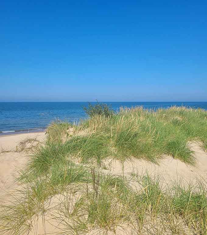 Beach grass doing the important work of holding dunes together while looking absolutely gorgeous.