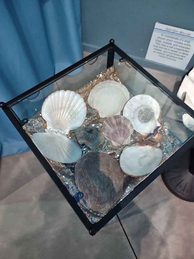 Delicate seashells arranged on shimmering fabric create a treasure display that would make any beachcomber jealous.