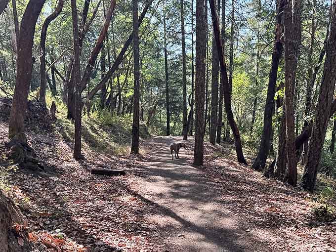 These woodland trails wind through forests that were here long before gold seekers arrived with their dreams.