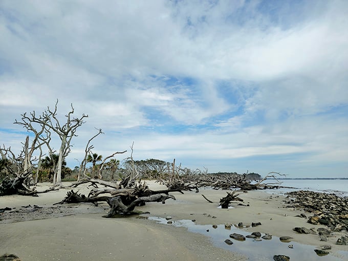 Driftwood Beach's fallen trees create an otherworldly landscape that photographers dream about and Instagram was invented for.